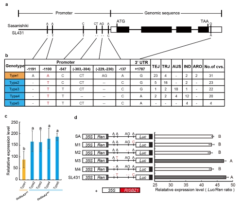 我院严长杰教授研究团队在《Nature Communications》发表研究论文，发现影响稻米品质关键基因-农学院(水稻产业工程技术研究院)